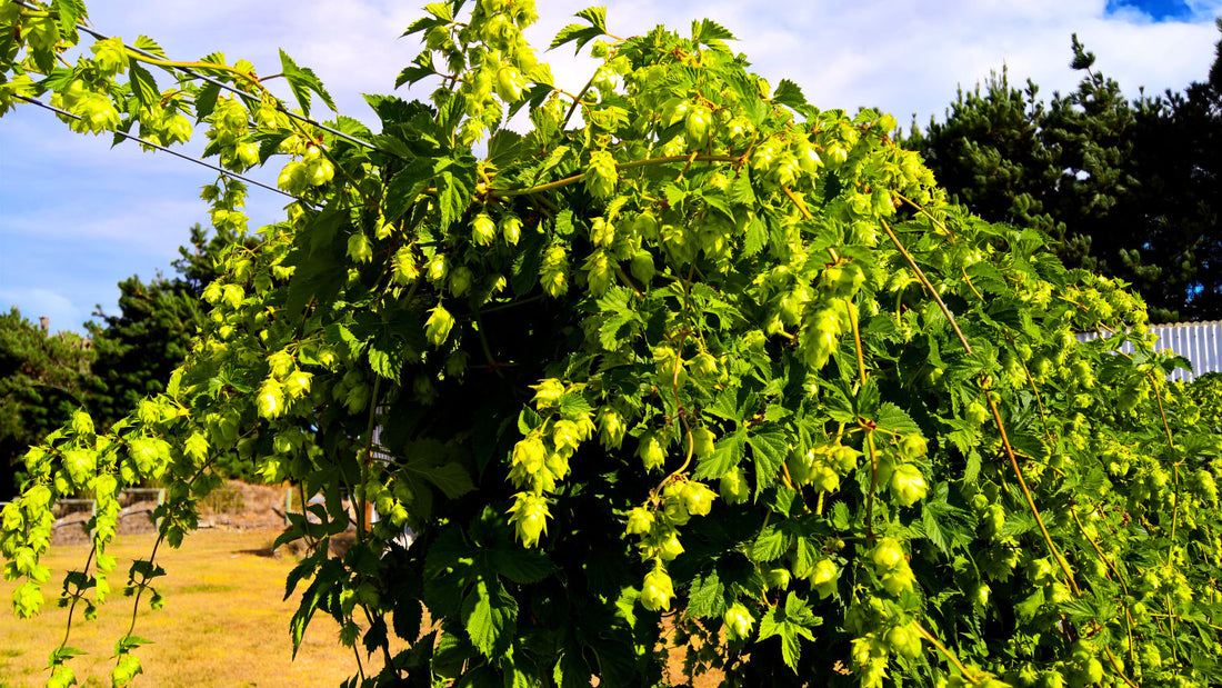 Rakau Hop Plant – Wild About Hops